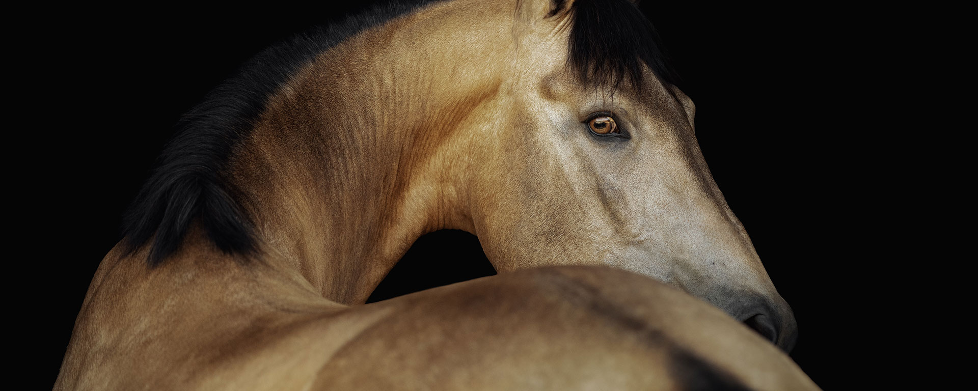 Redpost Sponsor the RAFEA Championships - Redpost Equestrian Blog