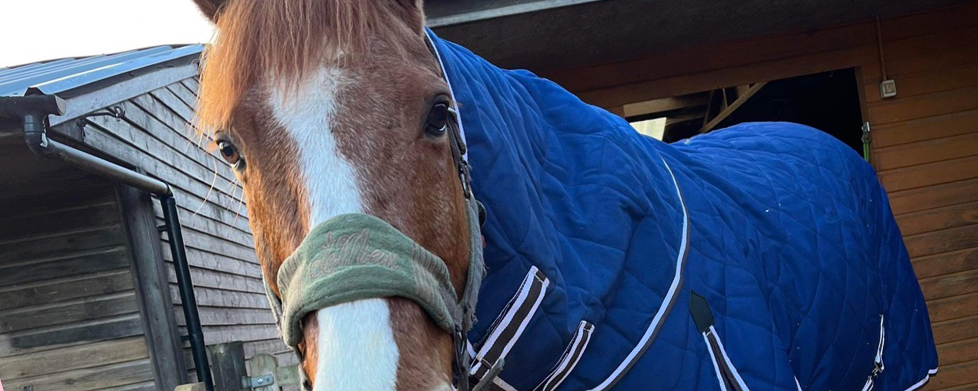 Tried & Tested: WeatherBeeta ComFiTec Diamond Quilt Stable Rug Review ...