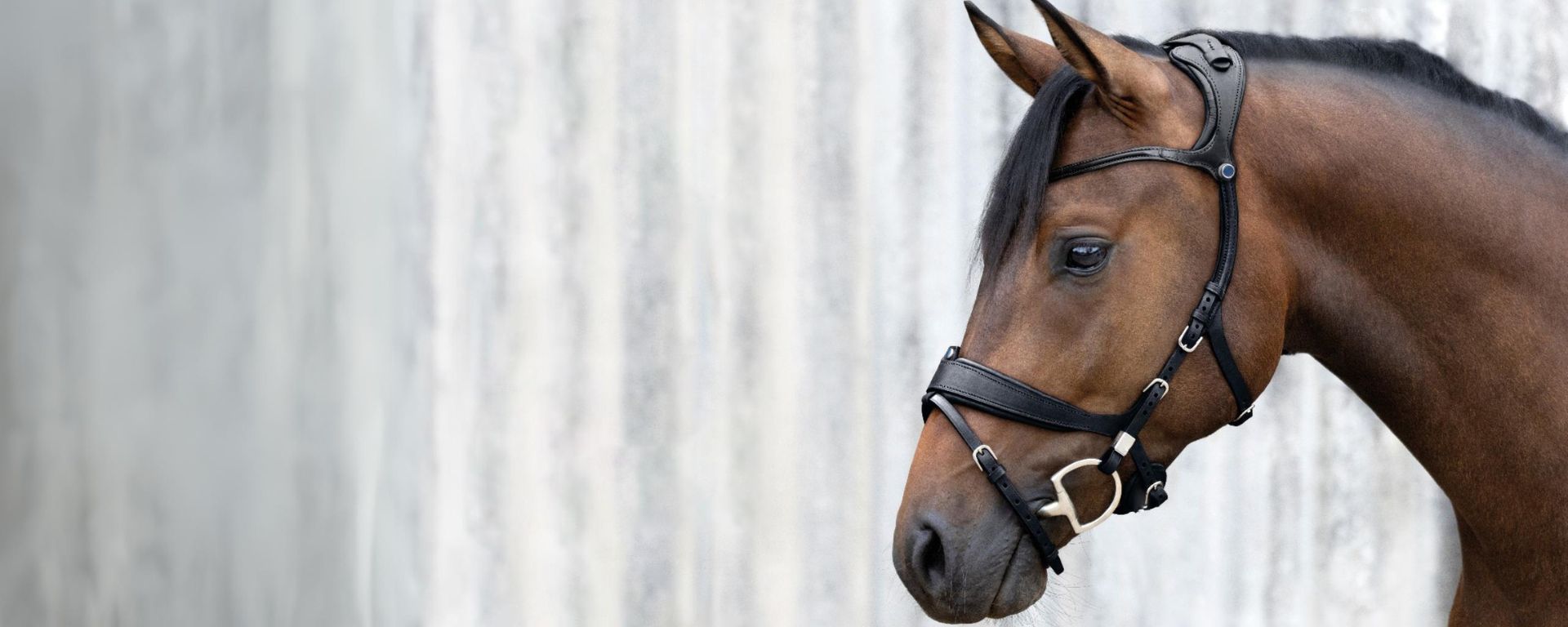 How to fit a Anatomical Bridle - Redpost Equestrian