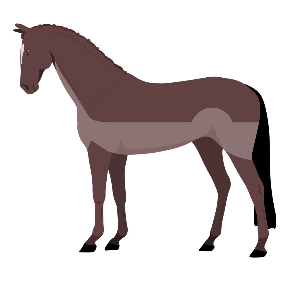 What Type of Horse Clip is the Right One? - Redpost Equestrian Blog