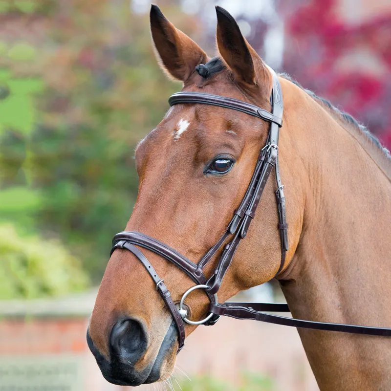 Shires Rossano Padded Raised Flash Bridle - Havana
