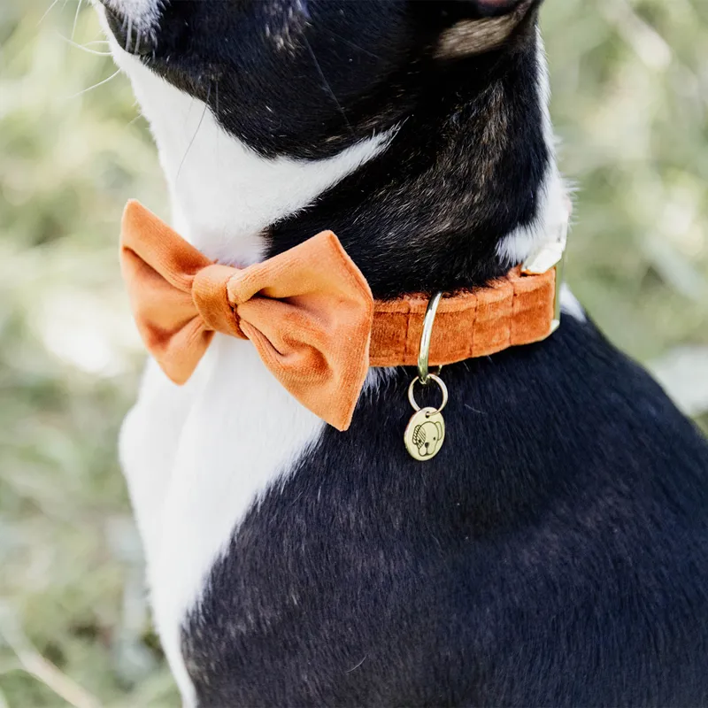 Kentucky Velvet Dog Bow Tie Orange