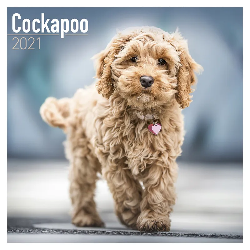 Avonside 2021 Calendar - Cockapoo