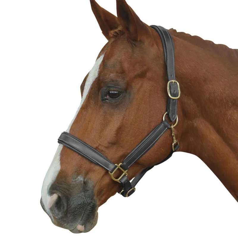 Collegiate Padded Leather Headcollar - Black