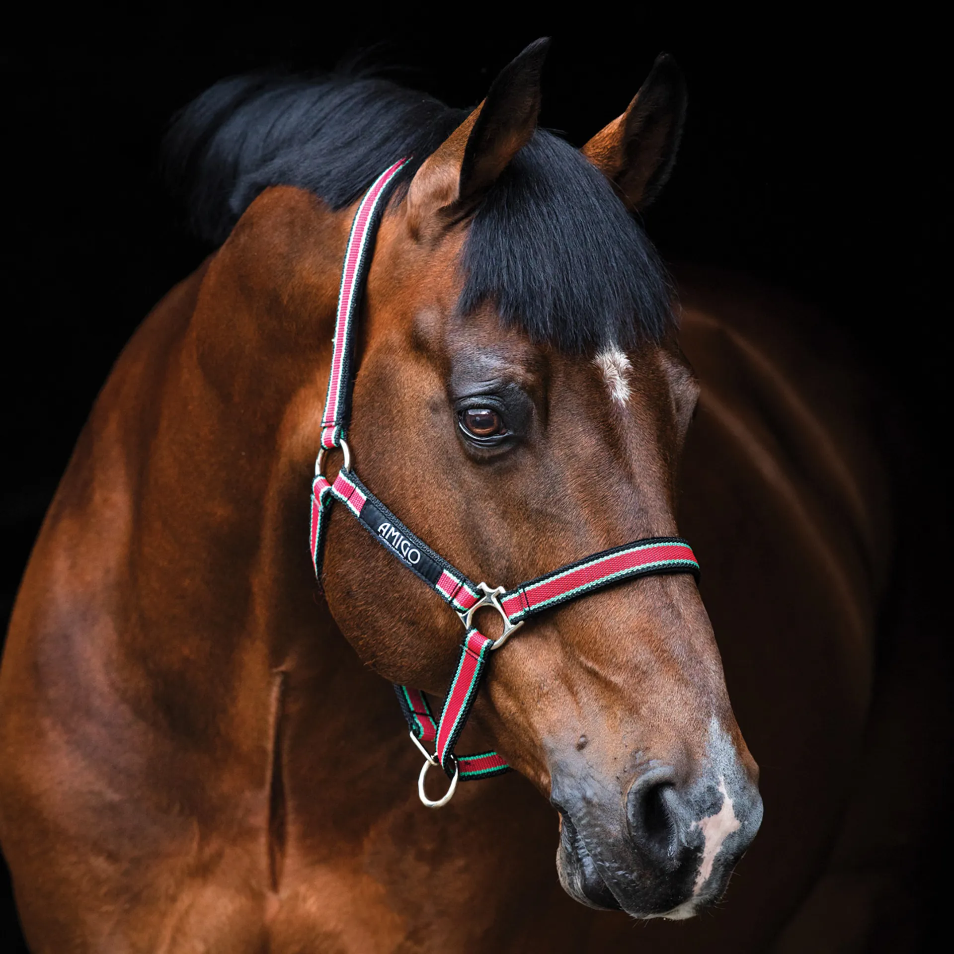 Amigo Headcollar - Red/White/Green/Black
