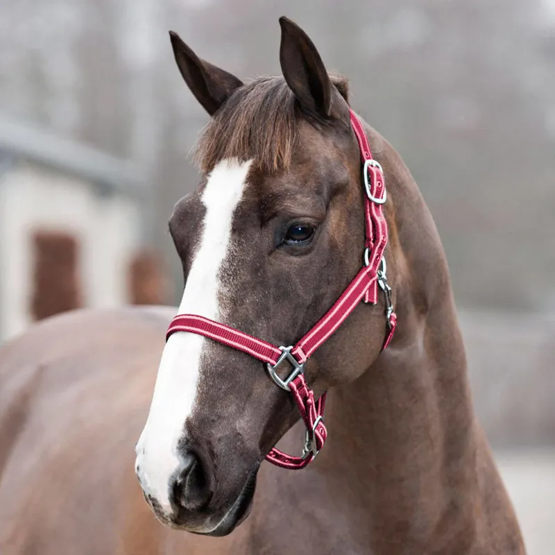 Horze Nice Headcollar - Red/White