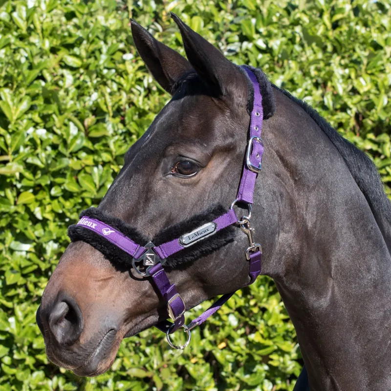 LeMieux Loire Headcollar - Blackcurrant