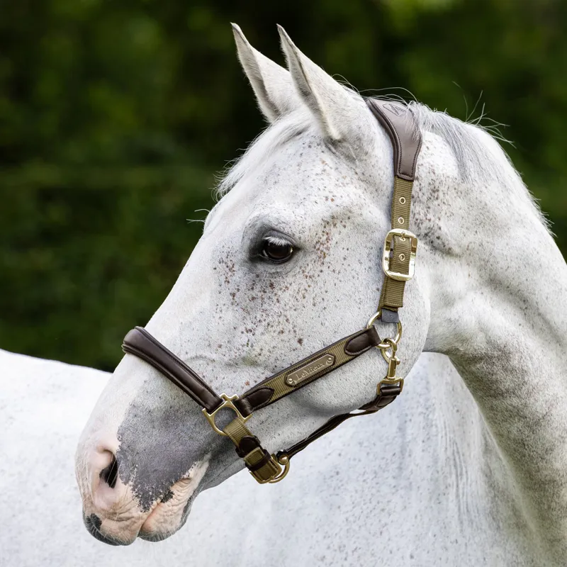LeMieux Capella Leather Headcollar - Forest