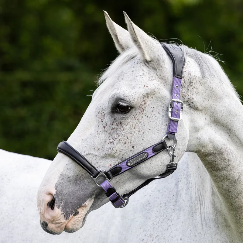 LeMieux Capella Leather Headcollar - Iris