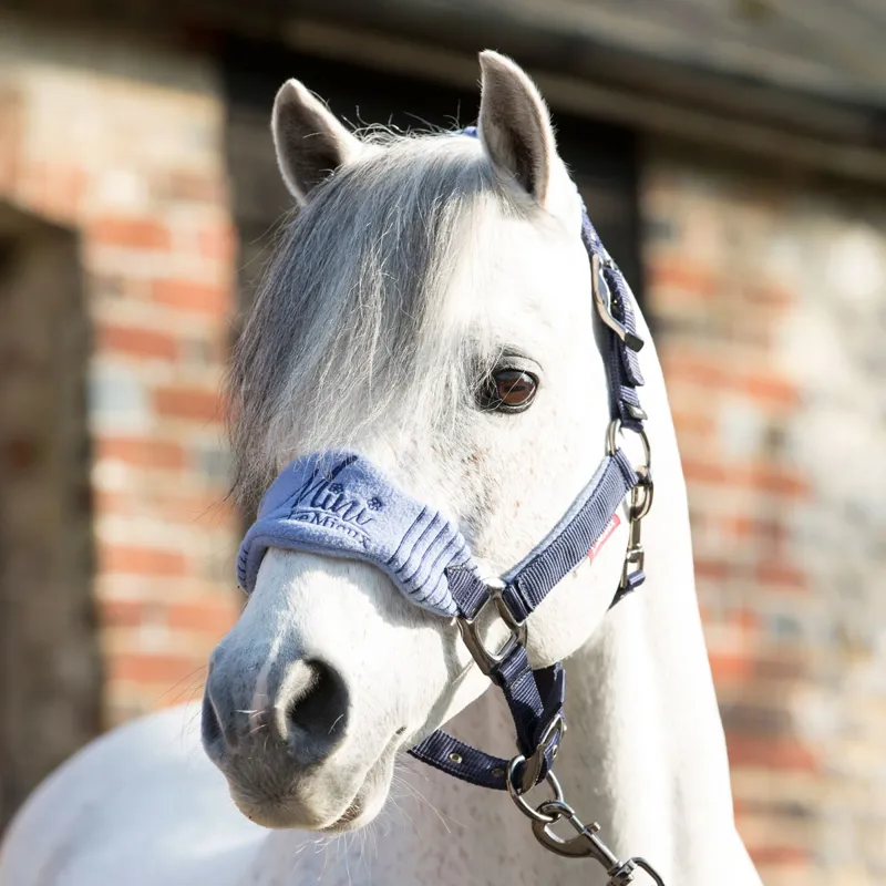 LeMieux Mini Vogue Headcollar with Leadrope - Corn Blue/Navy