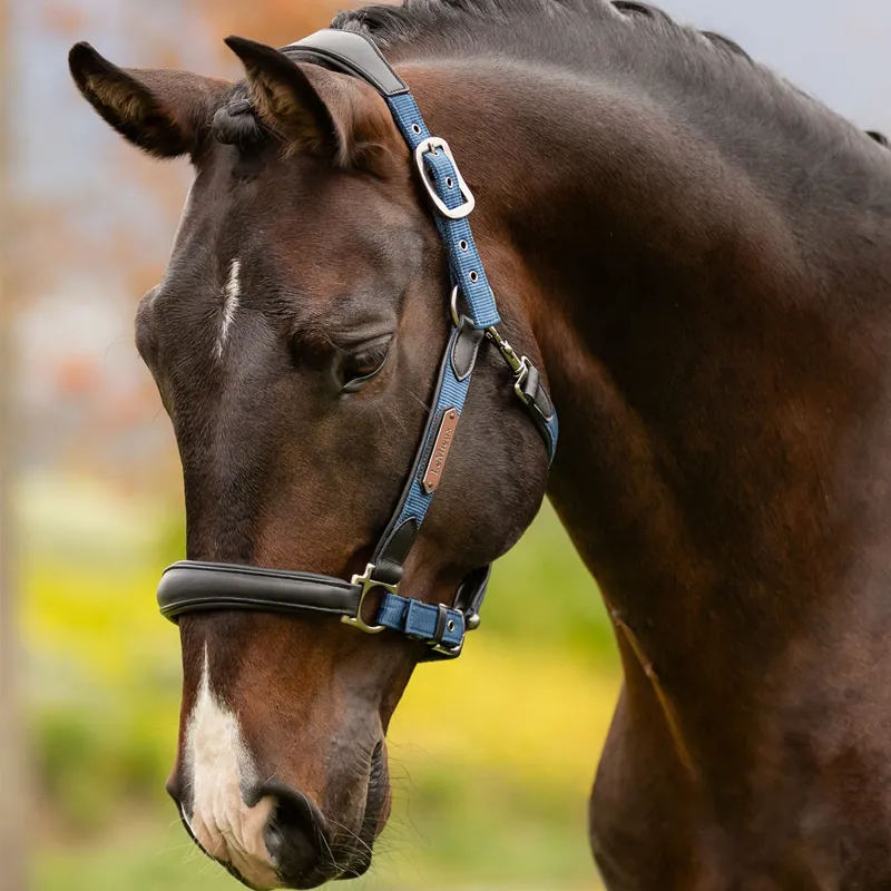 LeMieux Capella Leather Headcollar - Atlantic