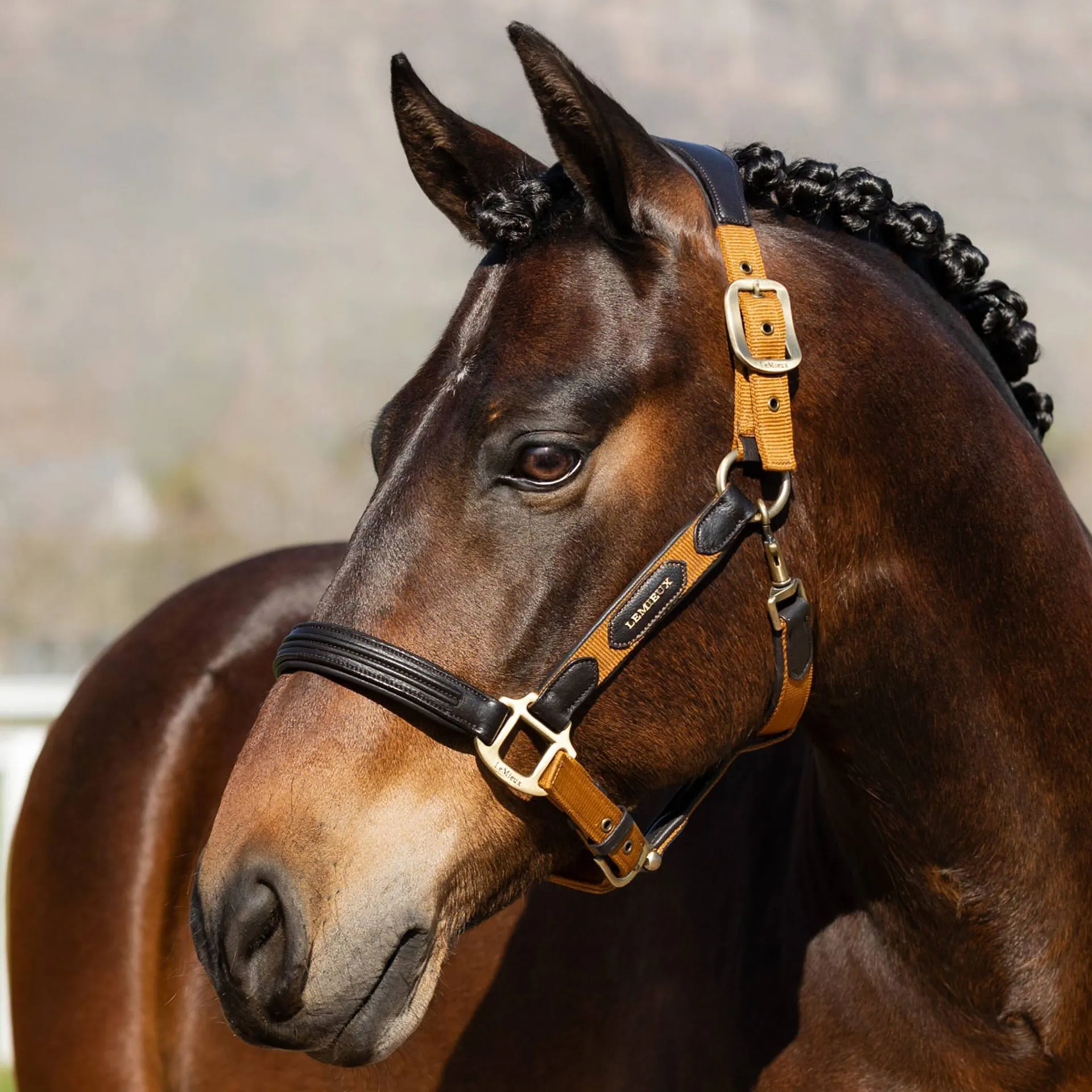 LeMieux Capella Leather Headcollar - Ginger