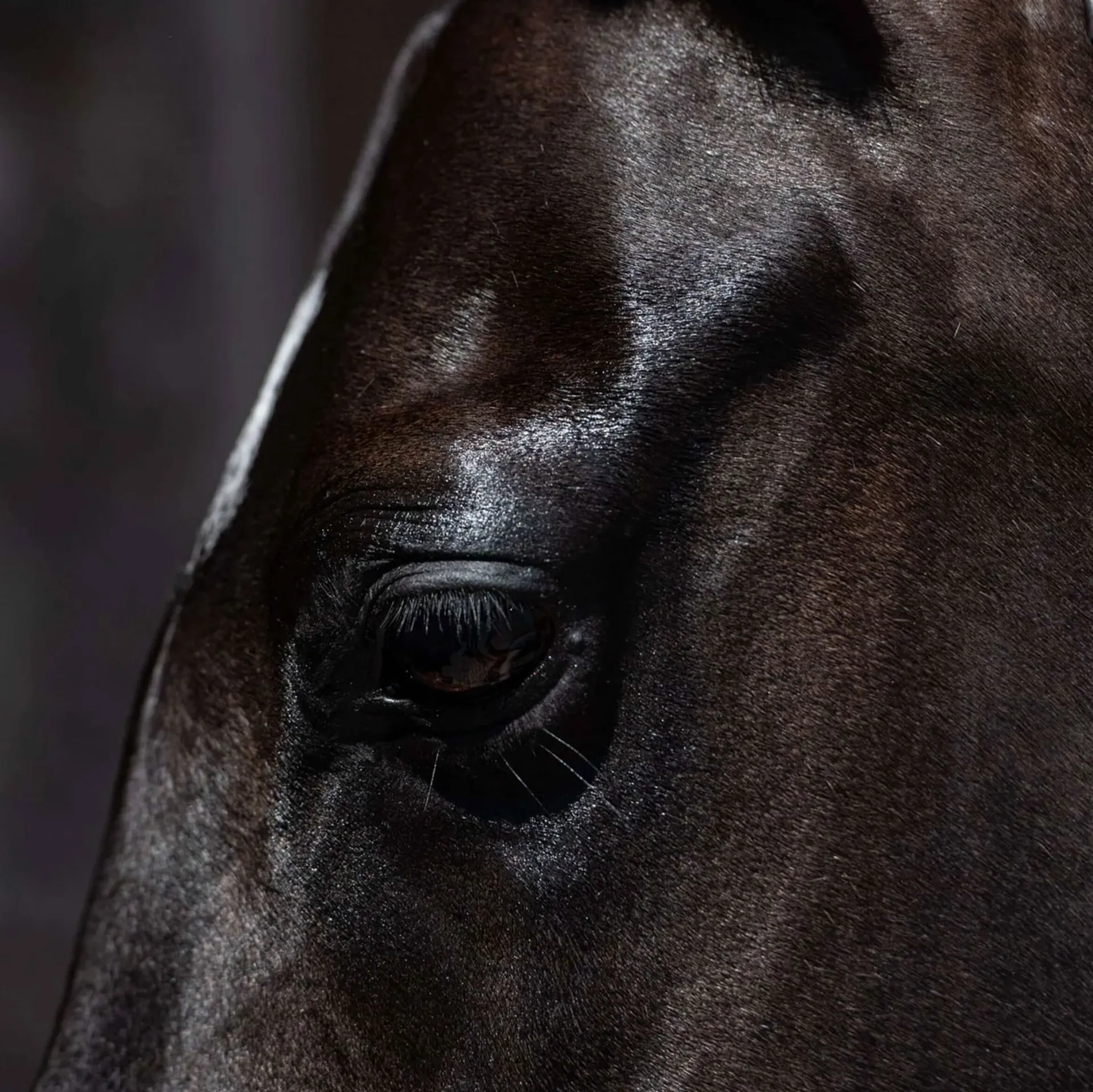makeup for horses
