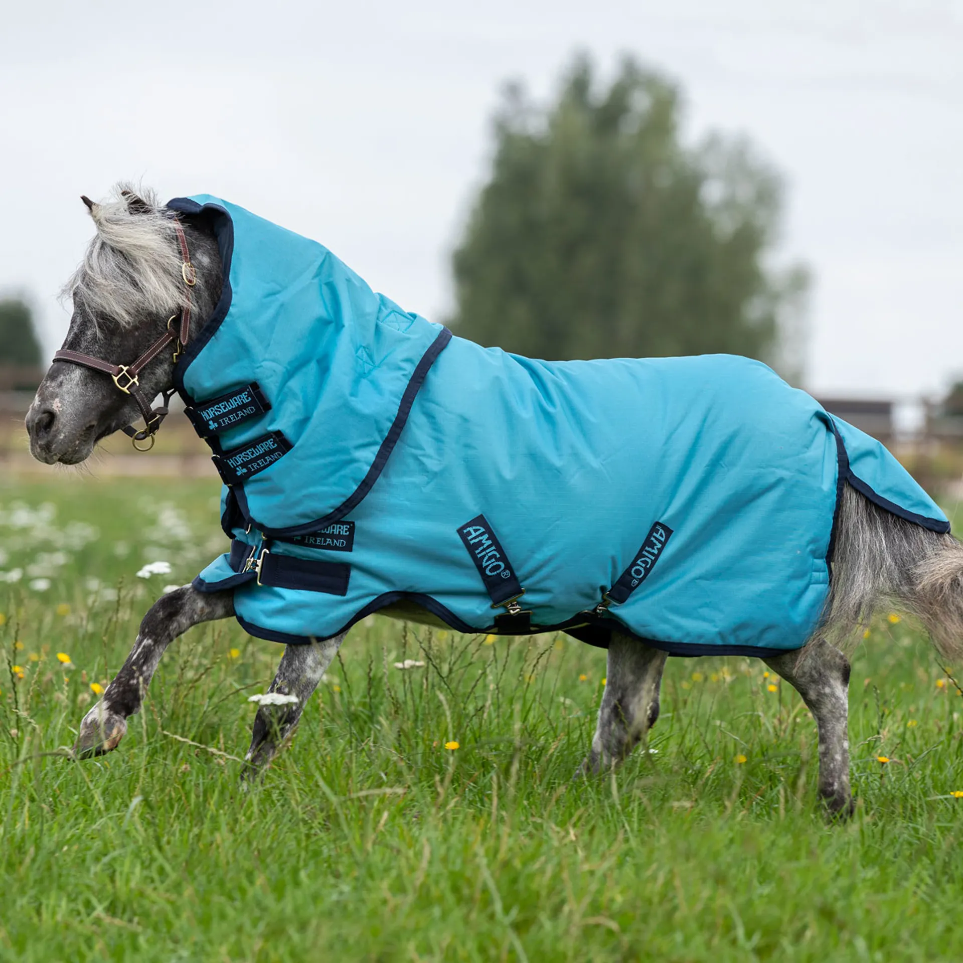 Amigo Petite Hero 6 Ripstop Plus 0g Turnout Rug - Delphinium Blue