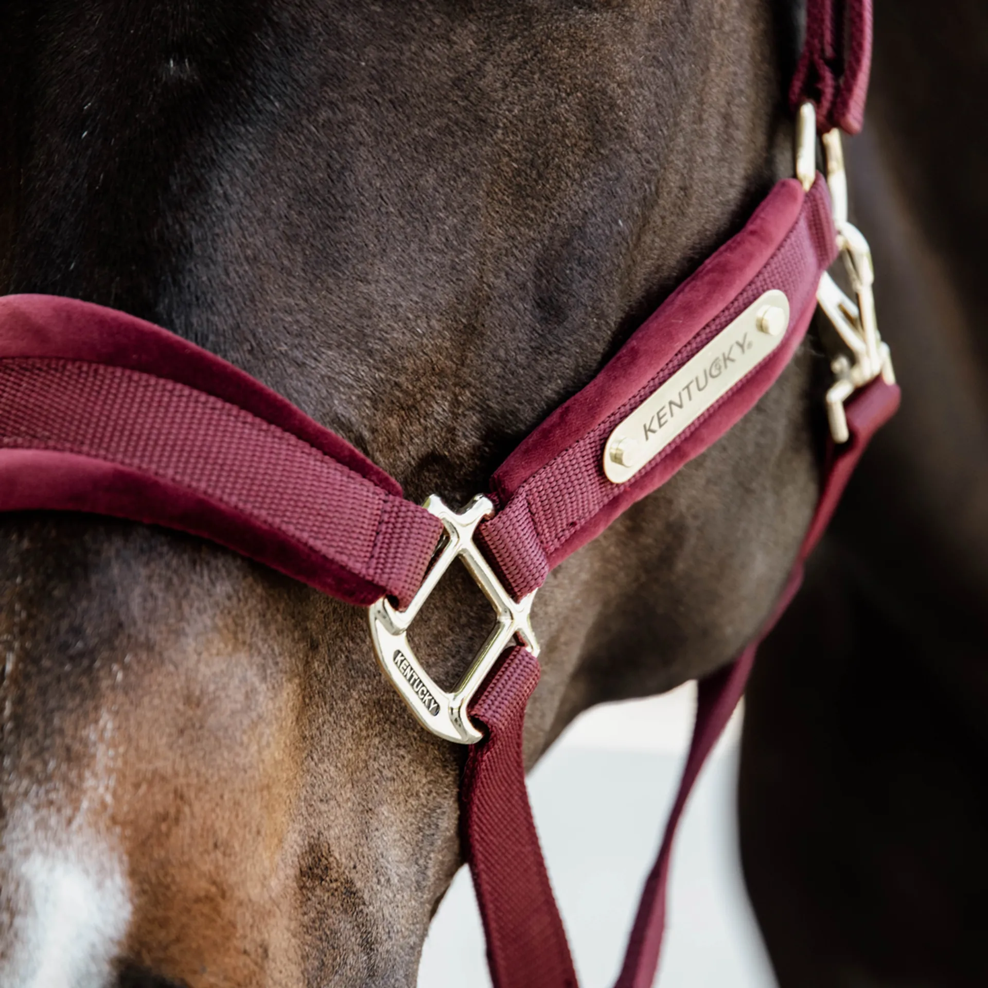 Kentucky Velvet Headcollar - Bordeaux