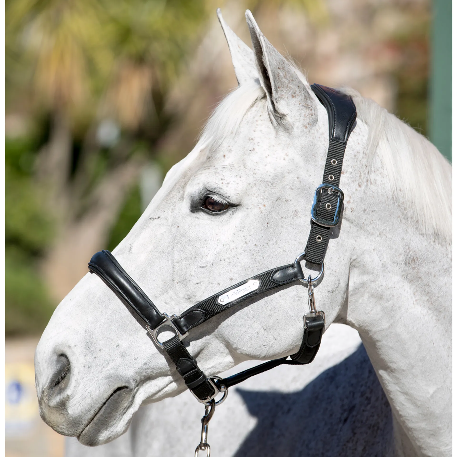 LeMieux Capella Leather Headcollar - Black/Black