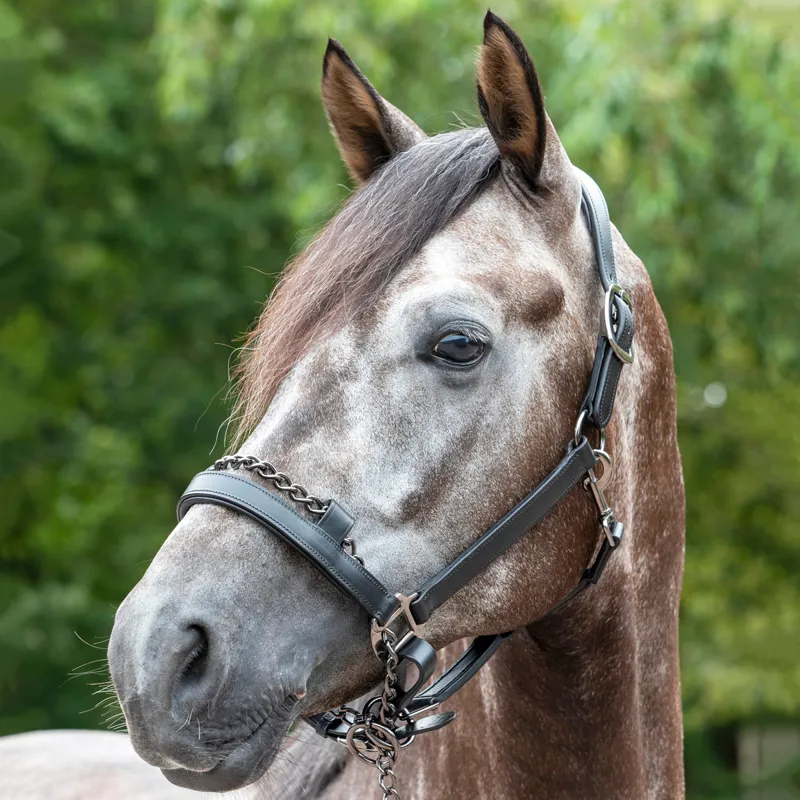 LeMieux Leather Control Headcollar - Black
