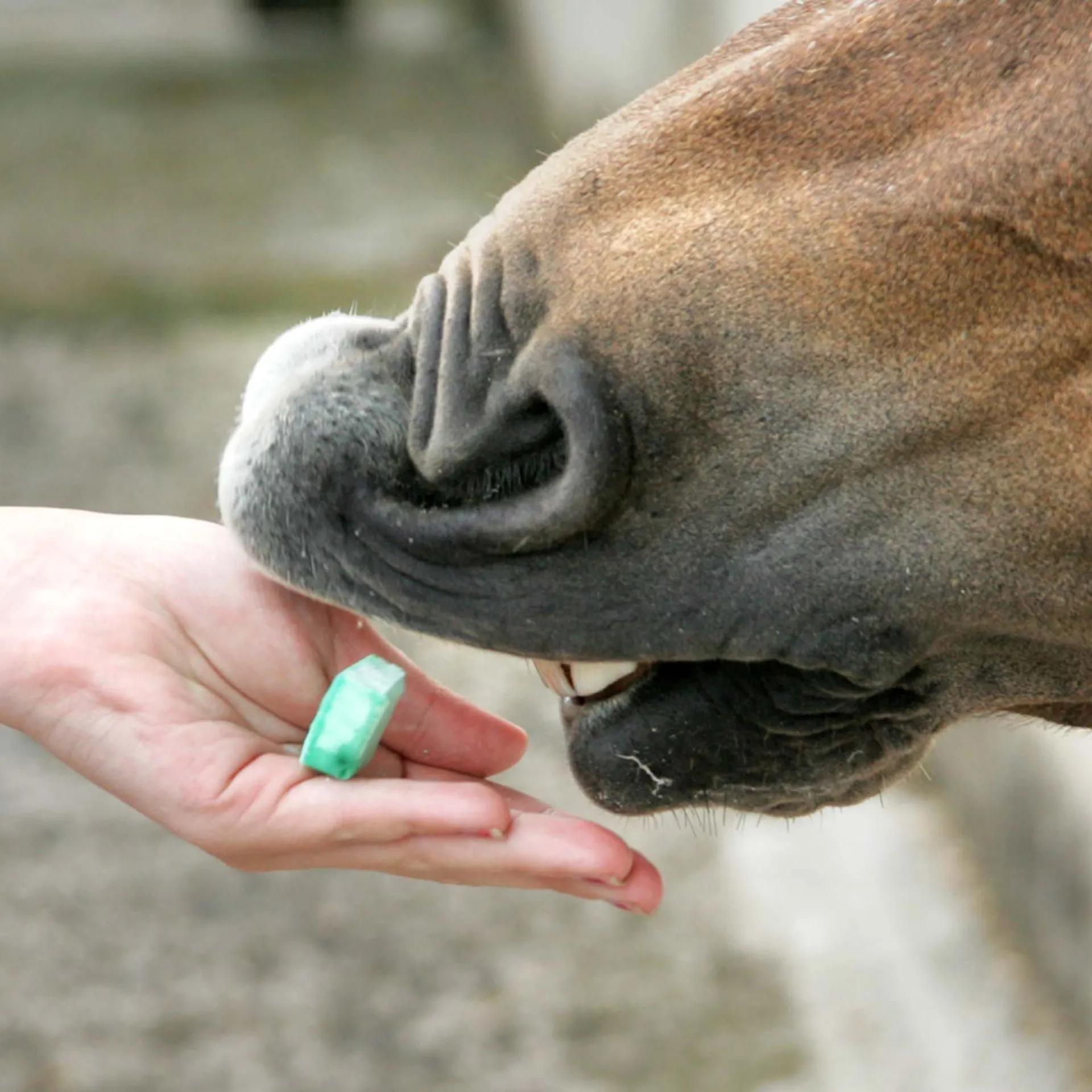 Likit Treat Bar - Assorted Flavours