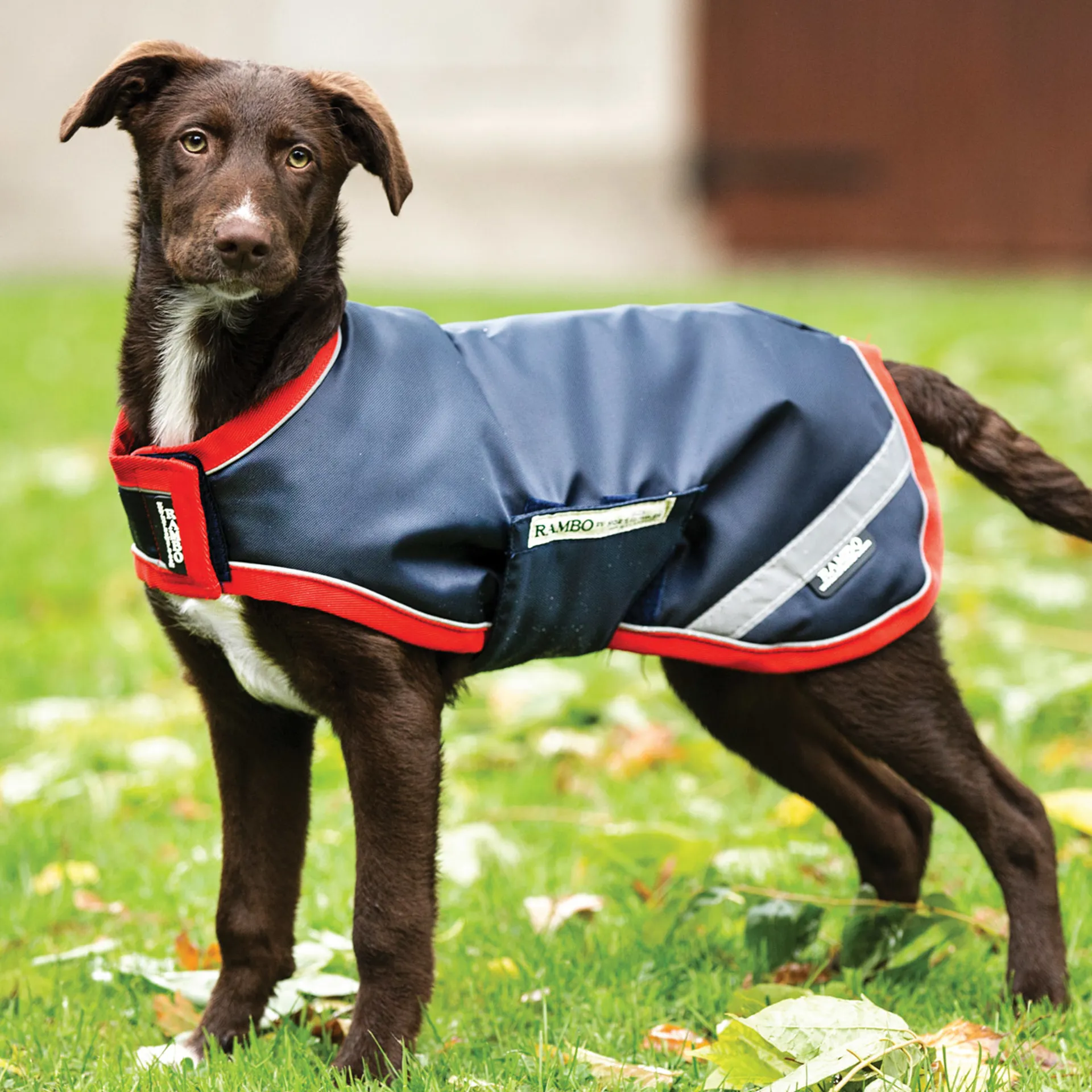 Horseware Rambo Waterproof Dog Coat with Liner - Navy/Red
