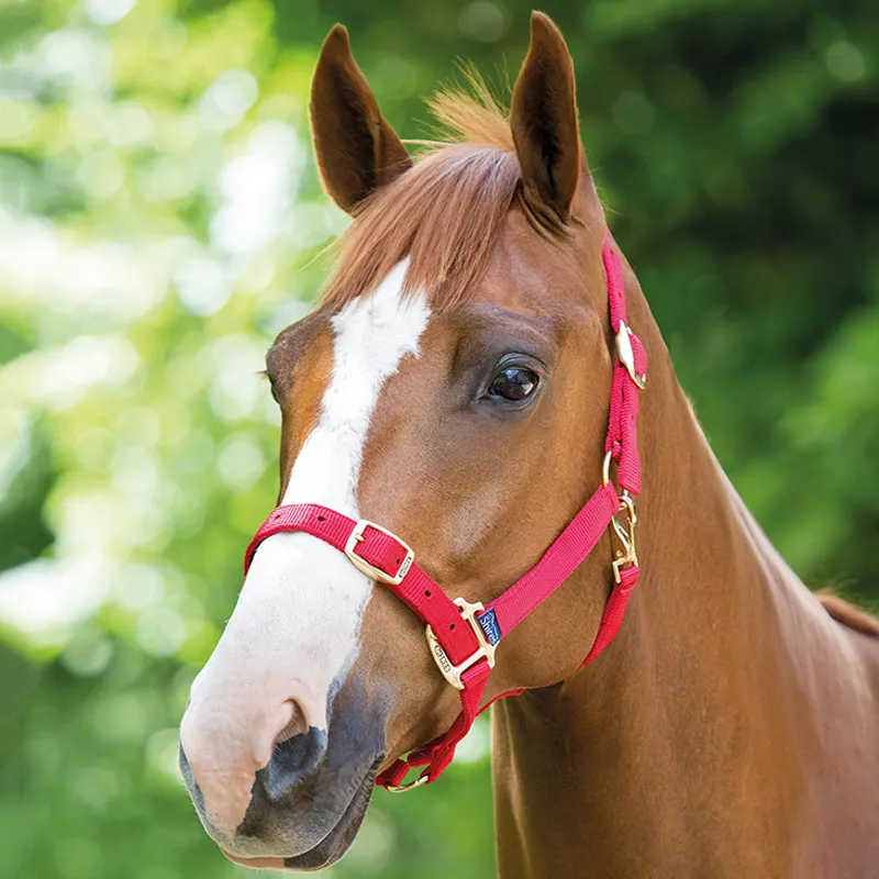 Shires Adjustable Headcollar - Red