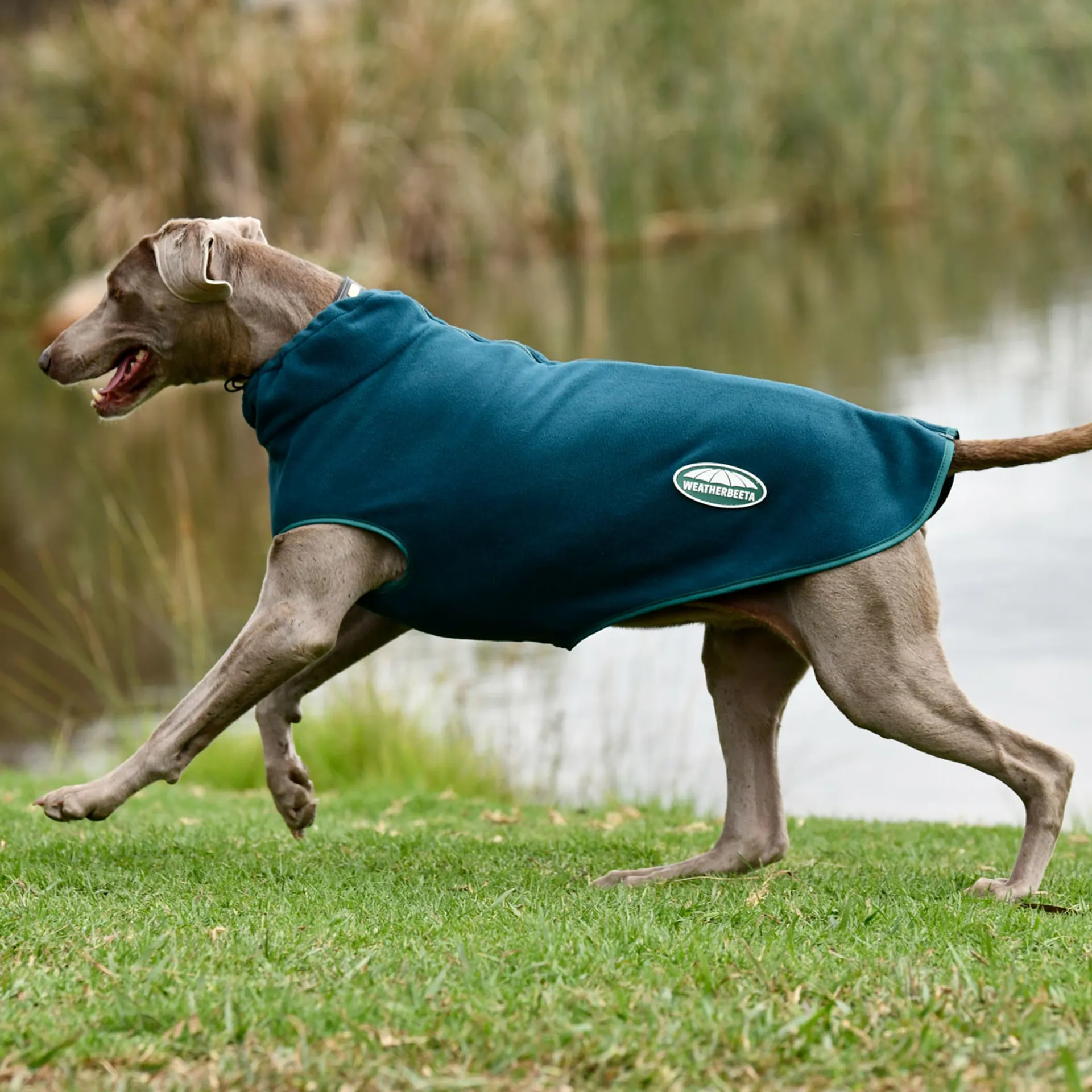WeatherBeeta Green-Tec Fleece Zip Dog Coat - Dragonfly Blue
