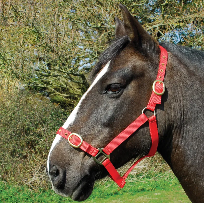 Rhinegold Nylon Headcollar - Red